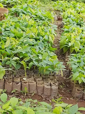 Tree Plant Seedlings , Fruit Plants And Others in Ibadan - Seeds ...