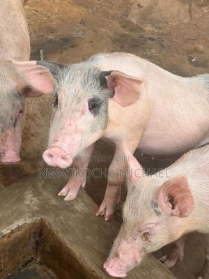 Healthy Grower Gilts and Boars – Boost Your Pig Farm Today! in Badagry ...