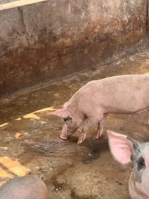 Healthy Grower Gilts and Boars – Boost Your Pig Farm Today! in Badagry ...