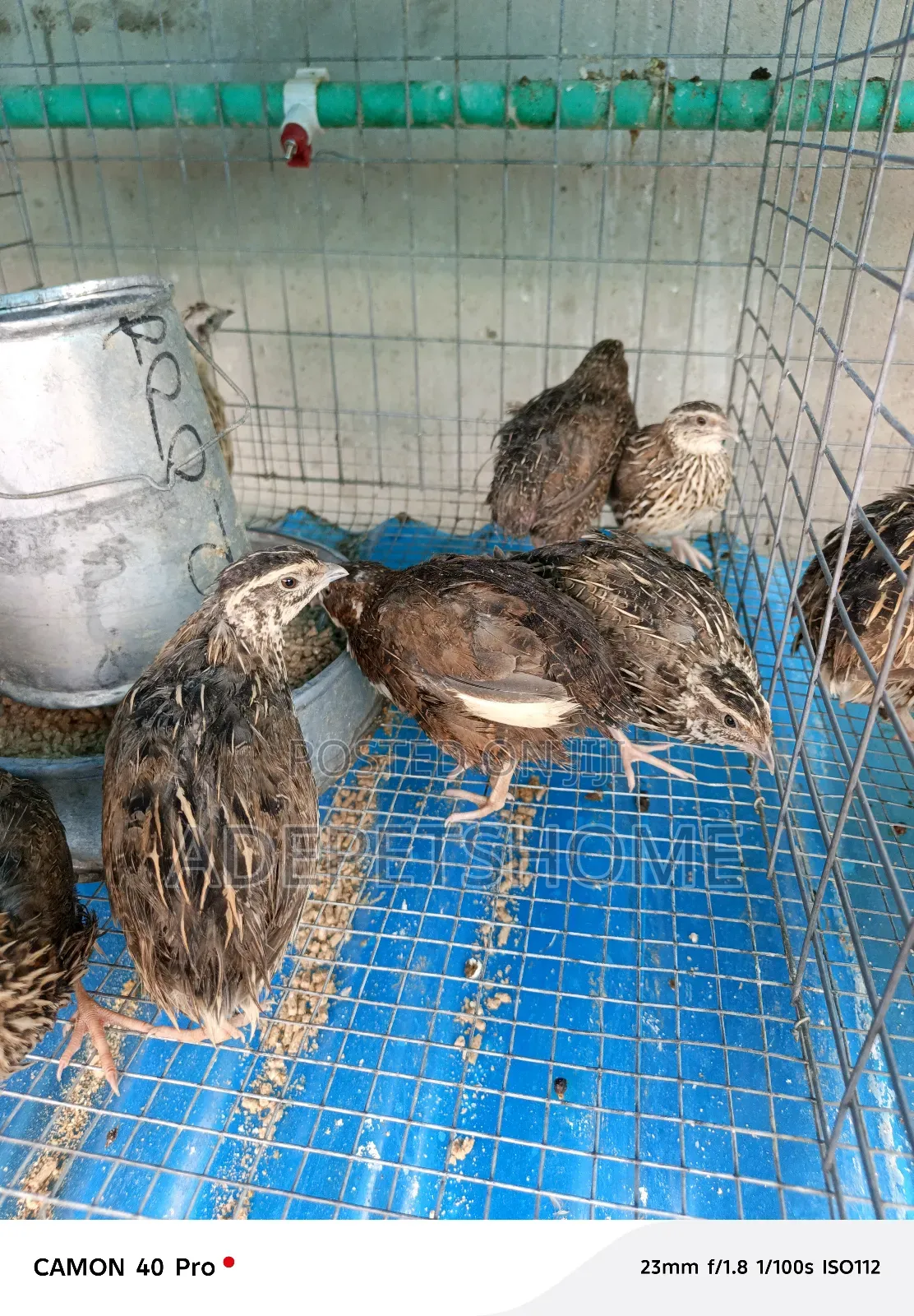 Quail Birds in Alimosho - Farm Animals, Saheed Ademola Adekanbi | Jiji.ng