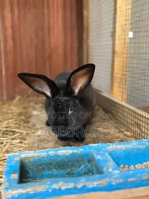 Rabbits in Nigeria for sale Prices on Jiji.ng