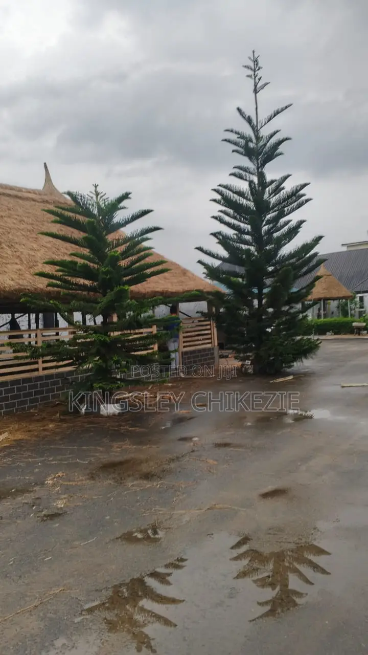 Bush Bar Construction in Port-Harcourt - Building Materials & Supplies ...