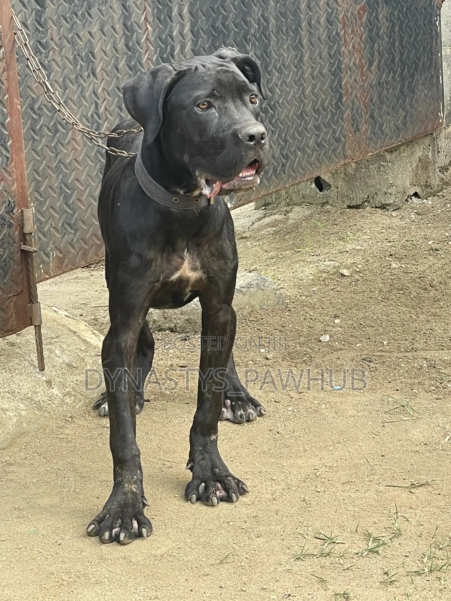 6-12 months Male Purebred Cane Corso in Port-Harcourt - Dogs & Puppies ...