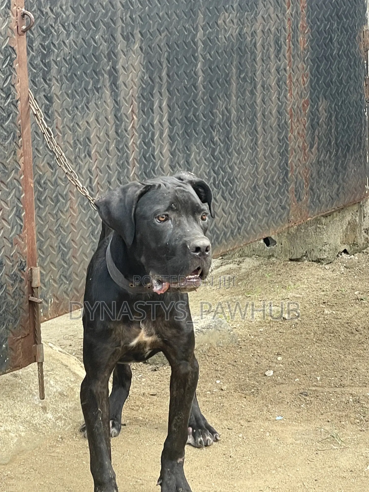 6-12 months Male Purebred Cane Corso in Port-Harcourt - Dogs & Puppies ...
