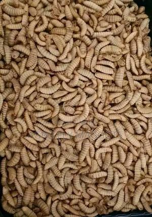 Black Soldier Fly Maggots in Enugu - Farm Animal Feed & Supplements ...