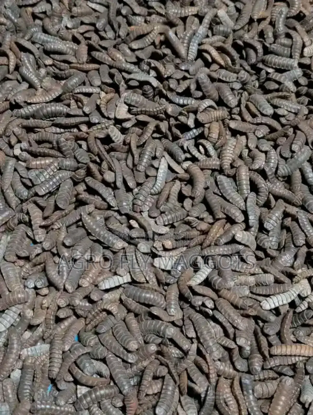 Black Soldier Fly Maggots in Enugu - Farm Animal Feed & Supplements ...