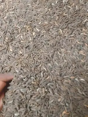 Black Soldier Fly Maggots in Enugu - Farm Animal Feed & Supplements ...