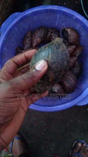 Oven Dried Snail and Live Snail in Ikeja - Farm Animals, Omotesho ...
