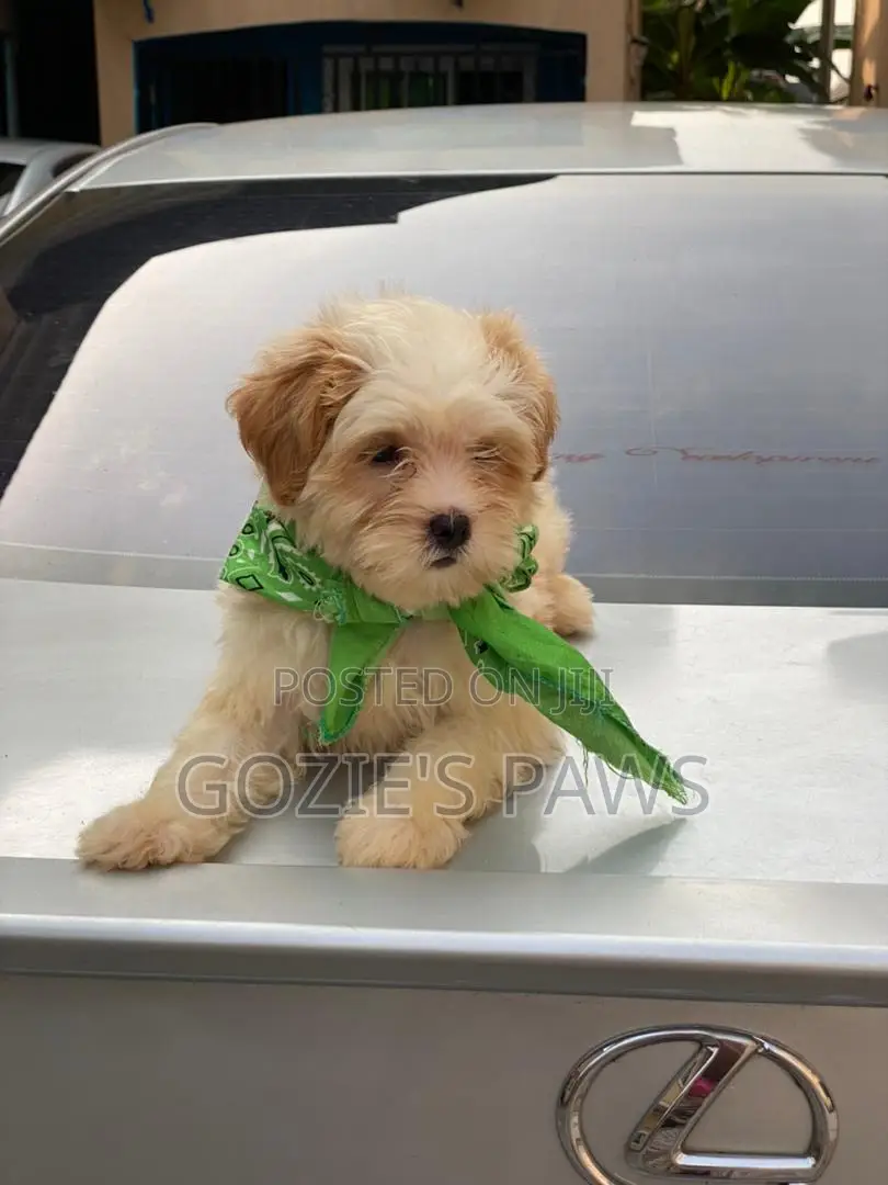 1-3 months Female Purebred Lhasa Apso in Port-Harcourt - Dogs & Puppies ...