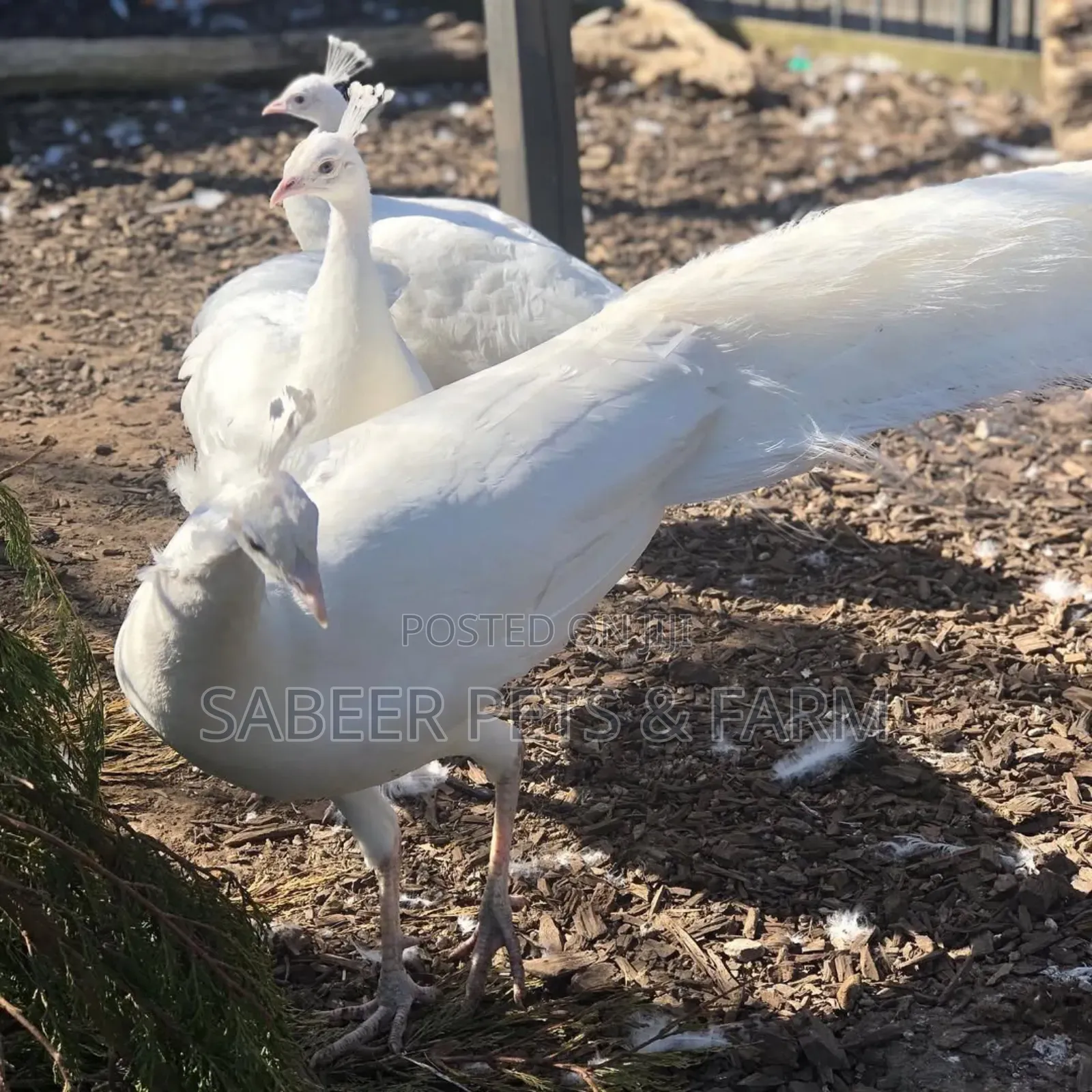 Rare Pure White Peacocks (Young Pair Available) in Kaduna / Kaduna ...