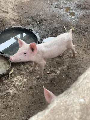 Pigs in Nigeria for sale Prices on Jiji.ng