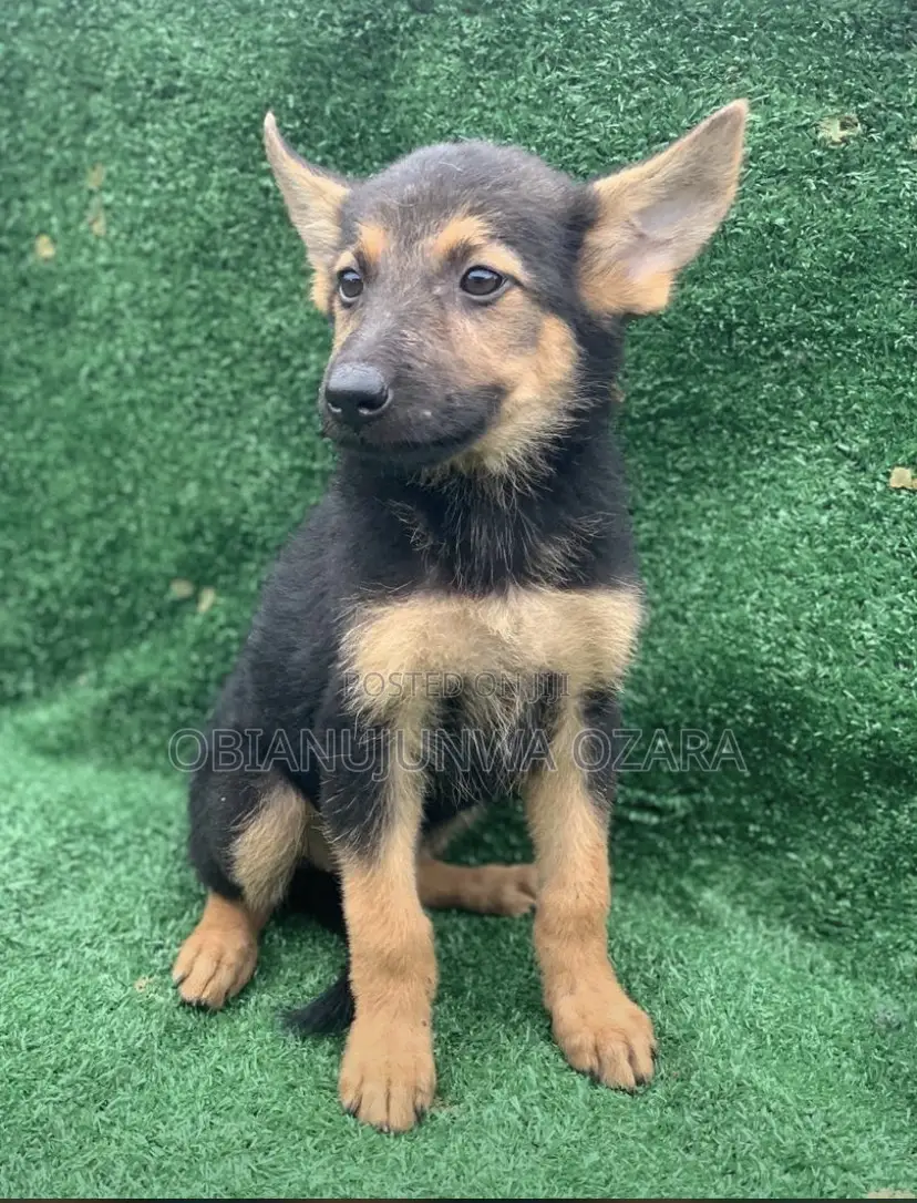 1-3 months Female Purebred German Shepherd in Ikotun/Igando - Dogs ...