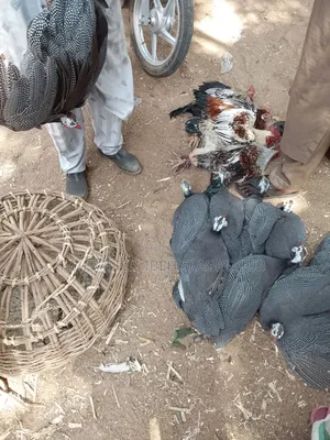 Available: Well-Raised Guinea Fowls in Gombe LGA - Farm Animals ...
