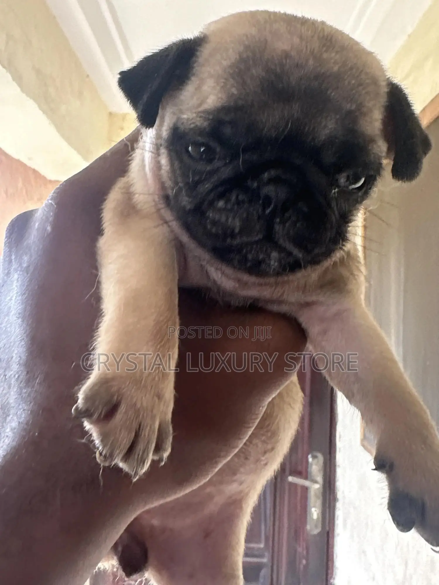 1-3 months Female Purebred Pug in Surulere - Dogs & Puppies, Crystal ...