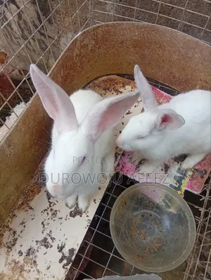 Rabbits in Nigeria for sale Prices on Jiji.ng