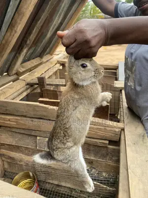 Rabbits in Nigeria for sale Prices on Jiji.ng