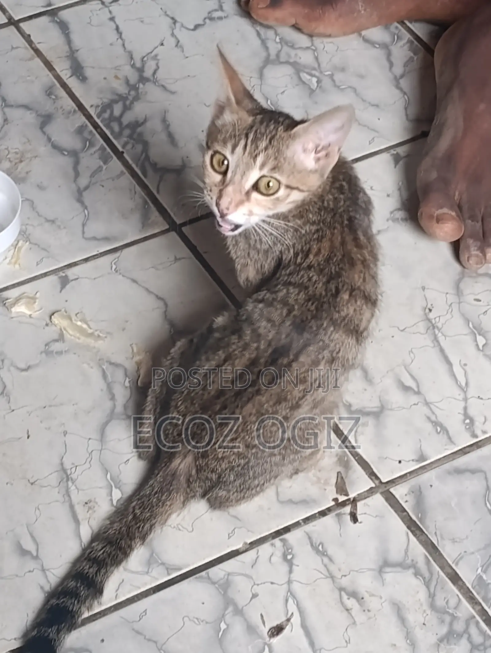 6-12 months Female Purebred Persian for sale - Price: ₦ 50,000 on Jiji ...