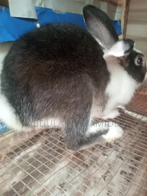 Rabbits in Nigeria for sale Prices on Jiji.ng