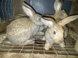 Rabbits in Nigeria for sale Prices on Jiji.ng