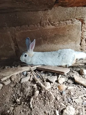 Rabbits in Nigeria for sale Prices on Jiji.ng