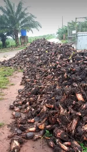 Plantain Suckers in Nigeria for sale Prices on Jiji.ng