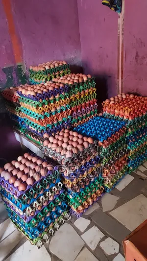 Farm Eggs in Ogun State for sale Prices on Jiji.ng