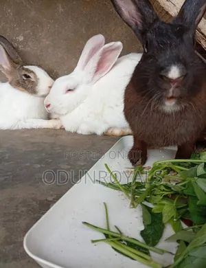 Big/Mature Healthy Rabbits for Sale. Rabbit Fresh Meat/ Bush Meat for ...
