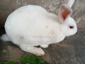 Big/Mature Healthy Rabbits for Sale. Rabbit Fresh Meat/ Bush Meat for ...