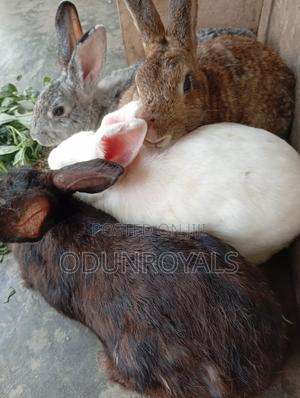 Big/Mature Healthy Rabbits for Sale. Rabbit Fresh Meat/ Bush Meat for ...