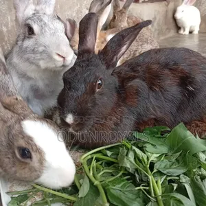 Big/Mature Healthy Rabbits for Sale. Rabbit Fresh Meat/ Bush Meat for ...
