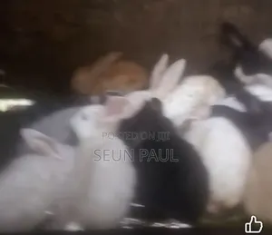 Rabbits in Nigeria for sale Prices on Jiji.ng
