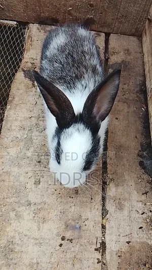 Rabbits in Nigeria for sale Prices on Jiji.ng