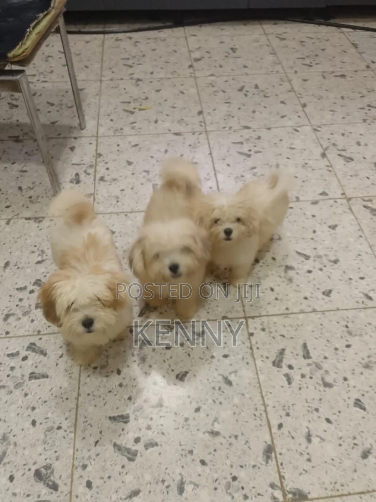 3-6 months Male Purebred Lhasa Apso for sale - Kenny Price: ₦ 150,000 ...