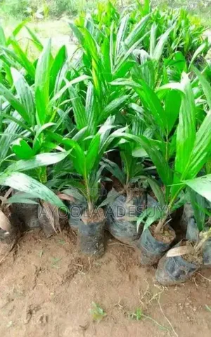 Plantain Suckers in Nigeria for sale Prices on Jiji.ng