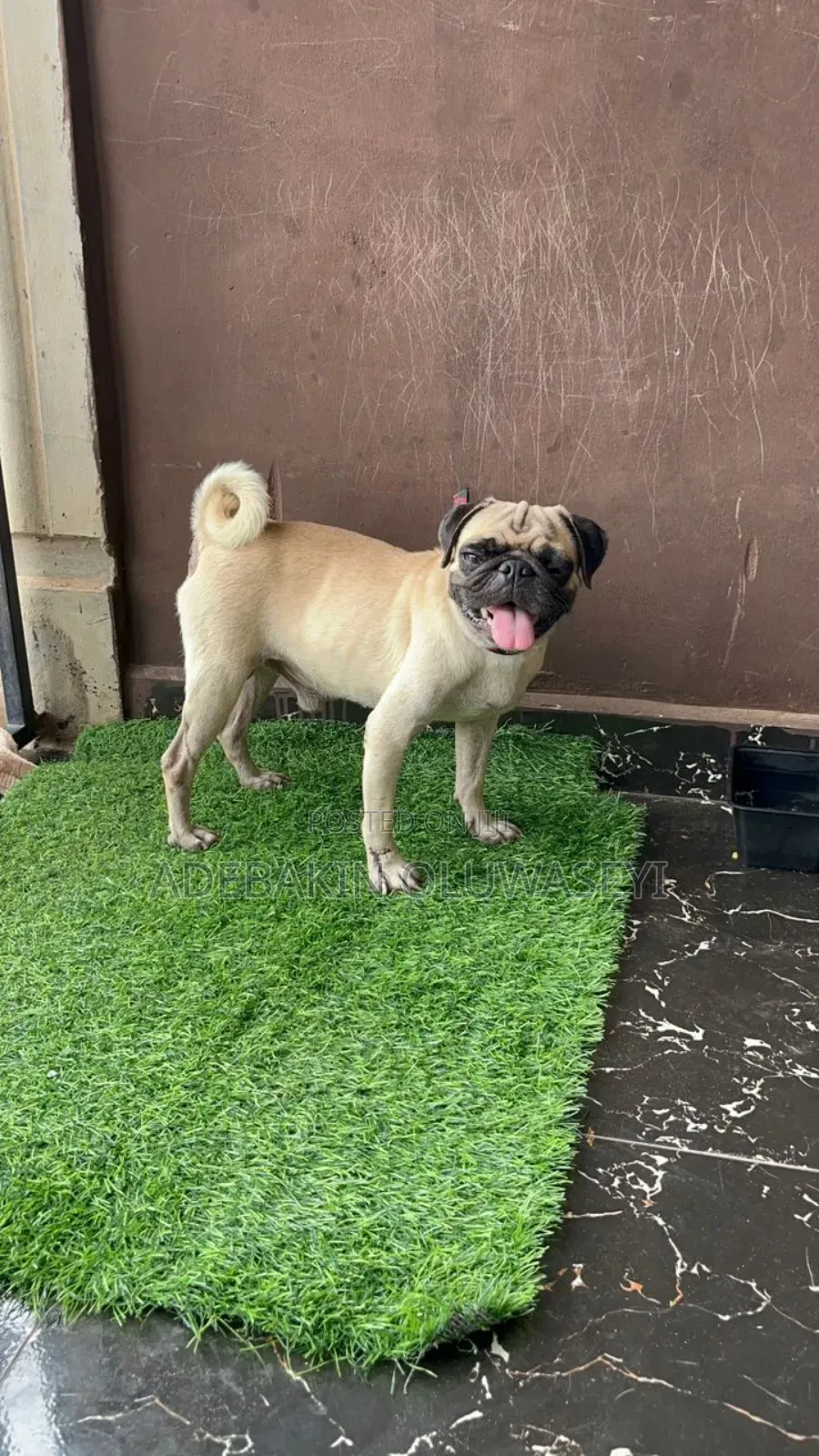 1+ year Male Purebred Pug for sale - Adebakin Oluwaseyi Price: ₦ ...