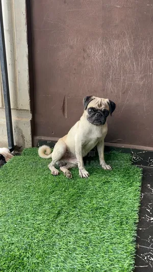 1+ year Male Purebred Pug for sale - Adebakin Oluwaseyi Price: ₦ ...