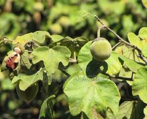 Gorotula Fruit for sale - Zainab Alagbo Price: ₦ 14,000 on Jiji.ng ...