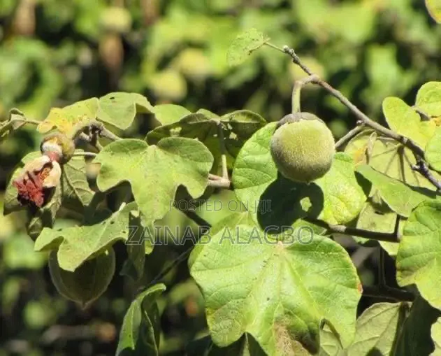 Gorotula Fruit for sale - Zainab Alagbo Price: ₦ 14,000 on Jiji.ng ...