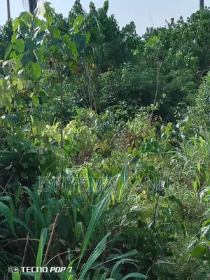 4 Plots Fertile Land for Sale. for sale - Price: ₦ 800,000 on Jiji.ng ...