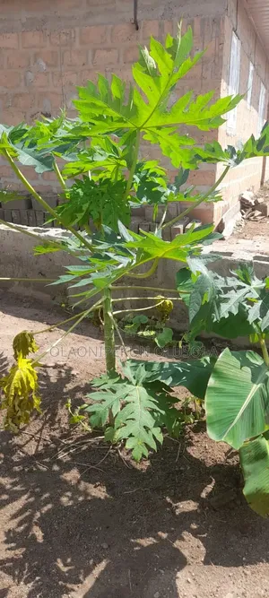 4bdrm Bungalow in Ado-Odo/Ota for sale for sale - Price: ₦ 19,000,000 ...