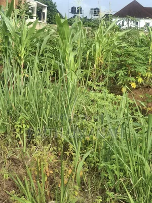 Land & Plots For Sale in Nigeria Prices in June 2026 on Jiji.ng