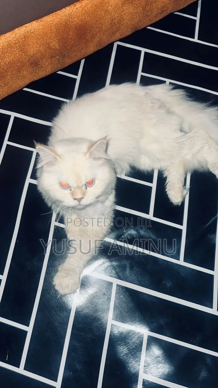 1+ year Male Purebred Persian don siyarwa - Farashi: ₦ 550,000 a Jiji ...