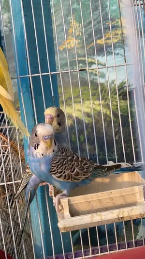 Budgies in Nigeria for sale Price on Jiji.ng