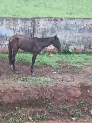 Other Animals in Nigeria for sale Price on Jiji.ng