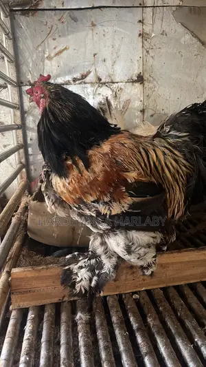 Farm Animals in Nigeria for sale Prices on Jiji.ng