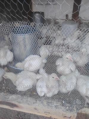 Weeks Old Broiler in Ibadan - Farm Animals, Olojede Damilola | Jiji.ng