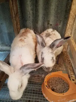 Rabbits in Nigeria for sale Prices on Jiji.ng