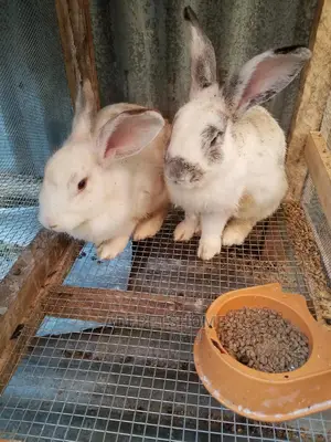 Rabbits in Nigeria for sale Prices on Jiji.ng