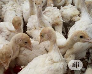 4wks Imported Turkey N Local Turkeys in Oluyole - Farm Animals ...