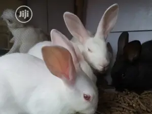 Other Animals in Nigeria for sale Price on Jiji.ng